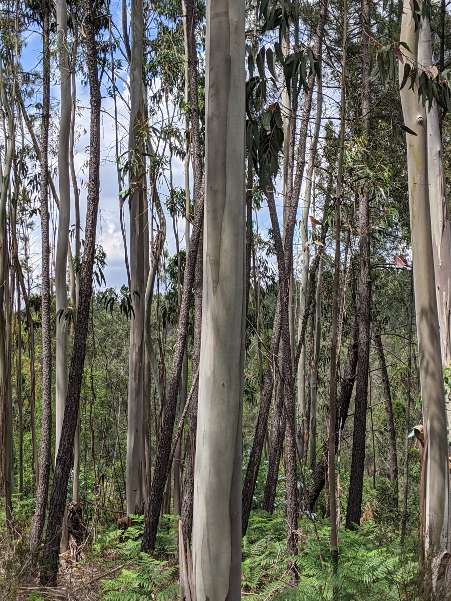 The Tree with a Thousand Faces – Eucalyptus: a socionatural history